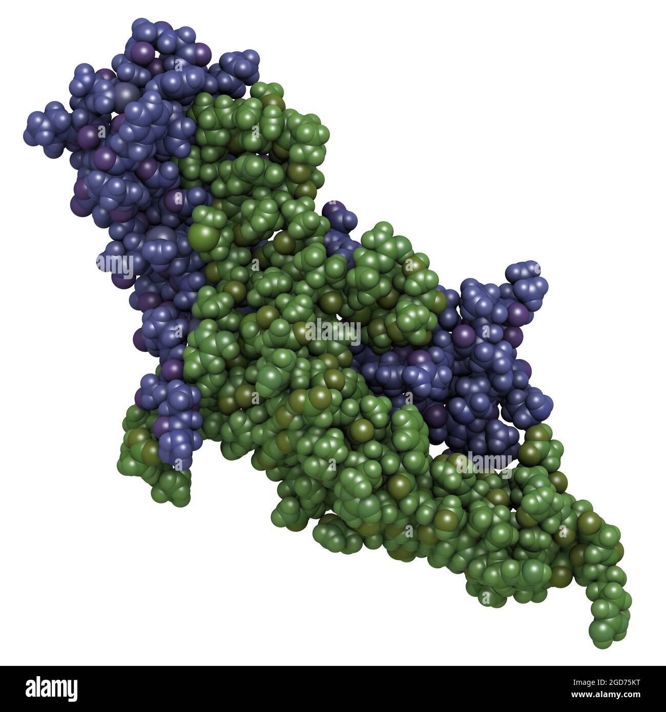 Human Chorionic Gonadotropin (hCG) glycoprotein hormone, 3D rendering ...