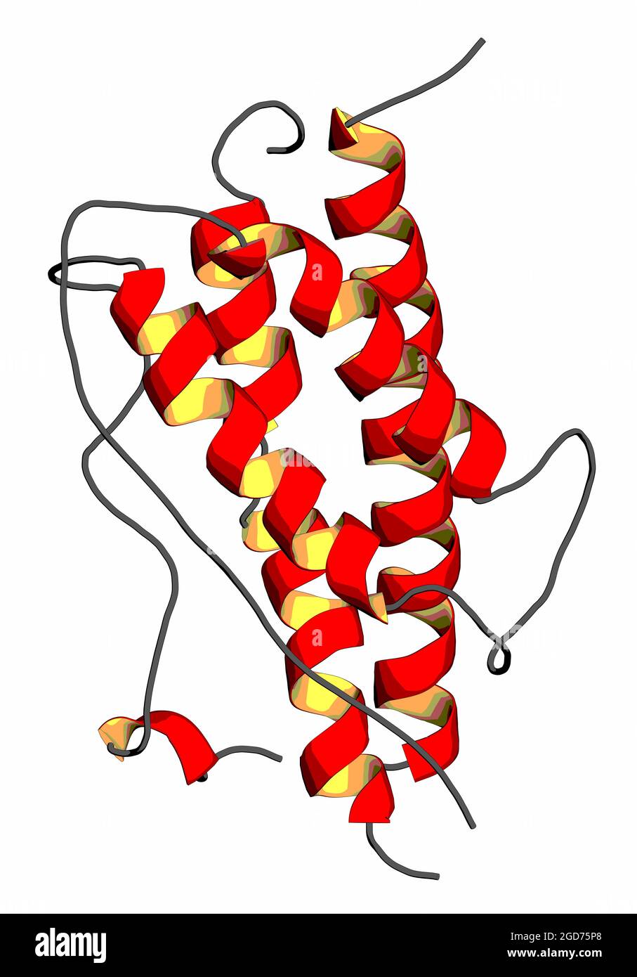 Human Growth Hormone Molecule