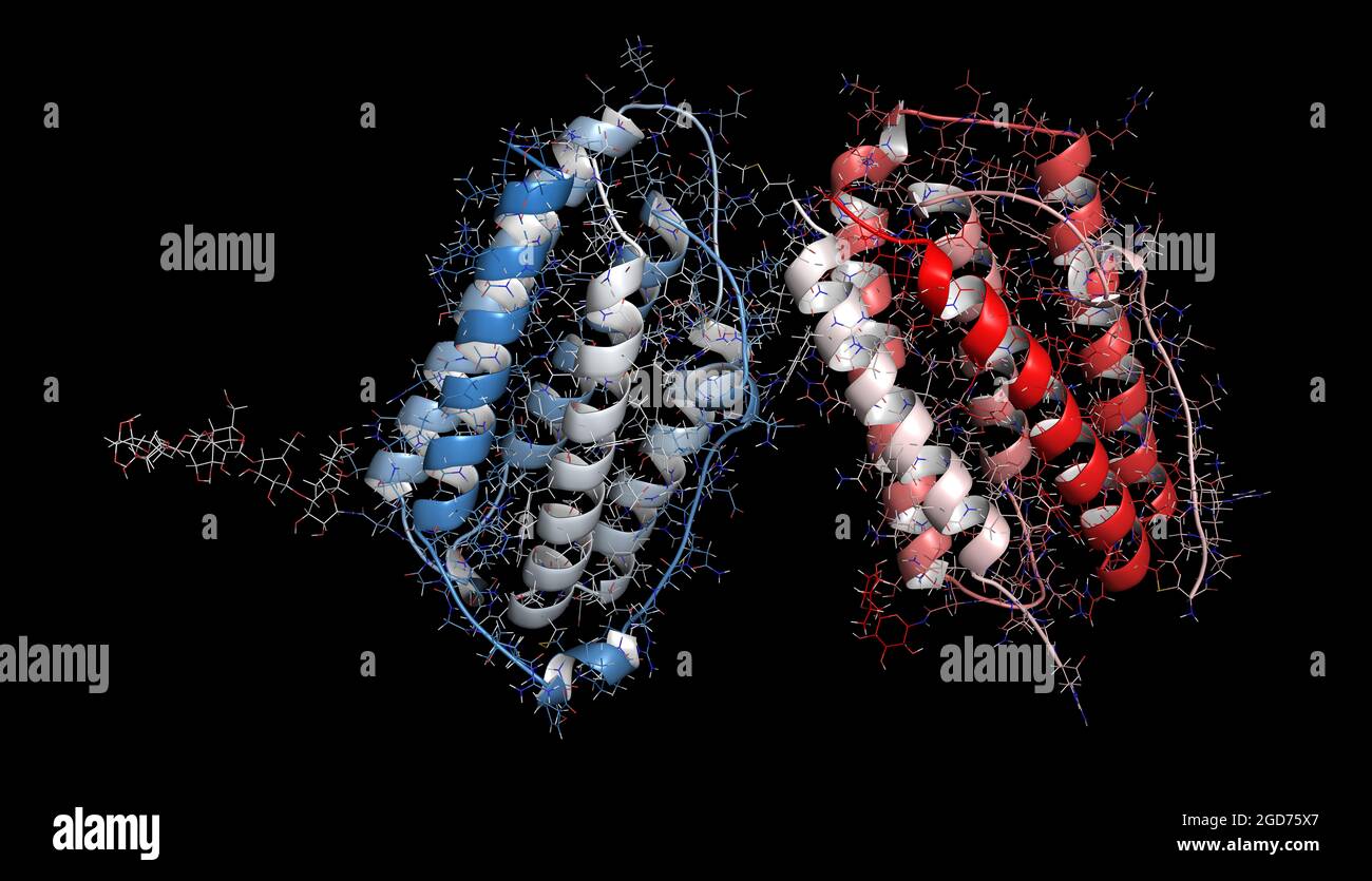 Interferon beta protein. 3D Illustration Stock Photo - Alamy