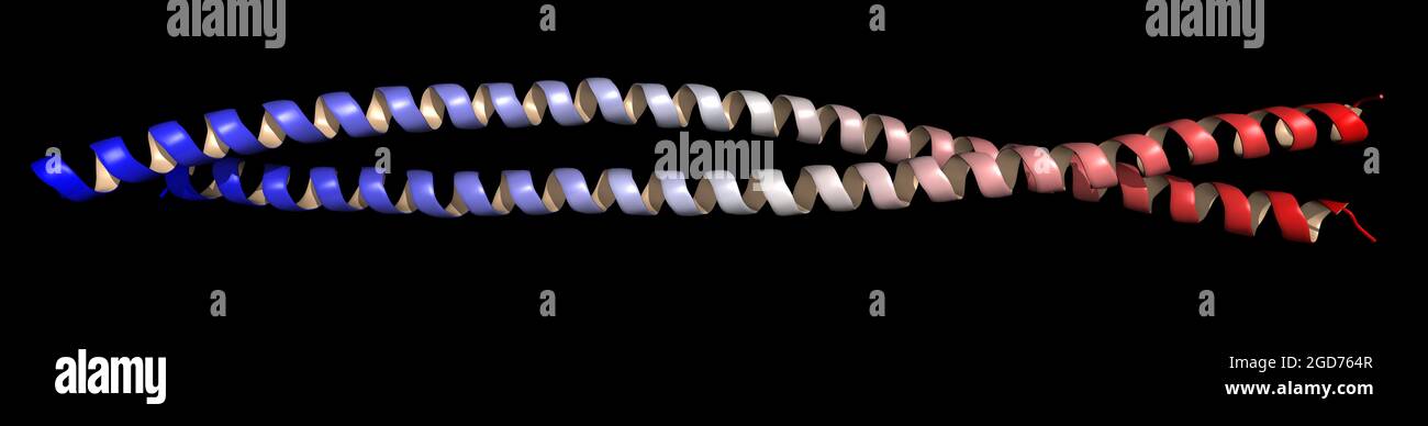 Keratin intermediate filament, 3D illustration Stock Photo - Alamy