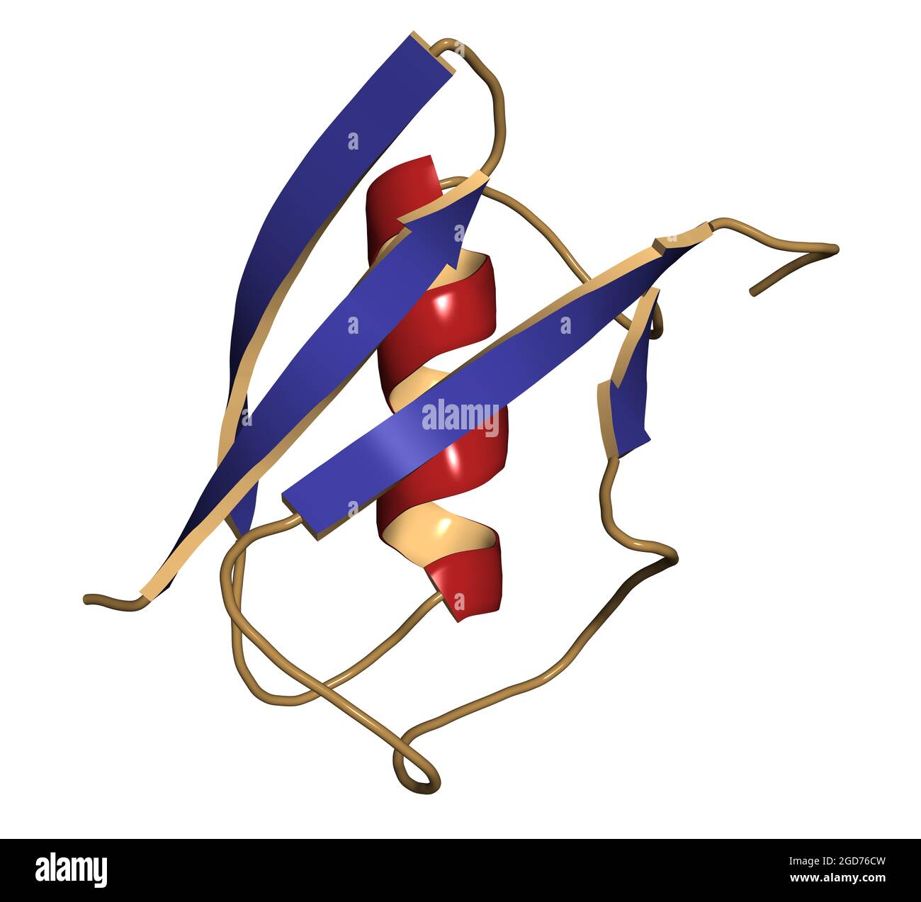 SUMO (Small Ubiquitin-like Modifier, SUMO-1) protein. 3D illustration ...