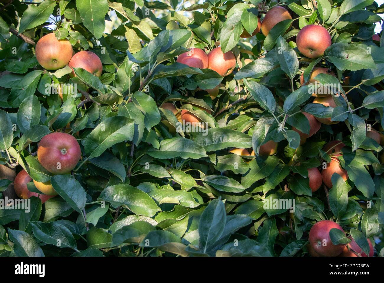 Ripe royal Gala apples on a apple tree at Serbia apple orchard before ...