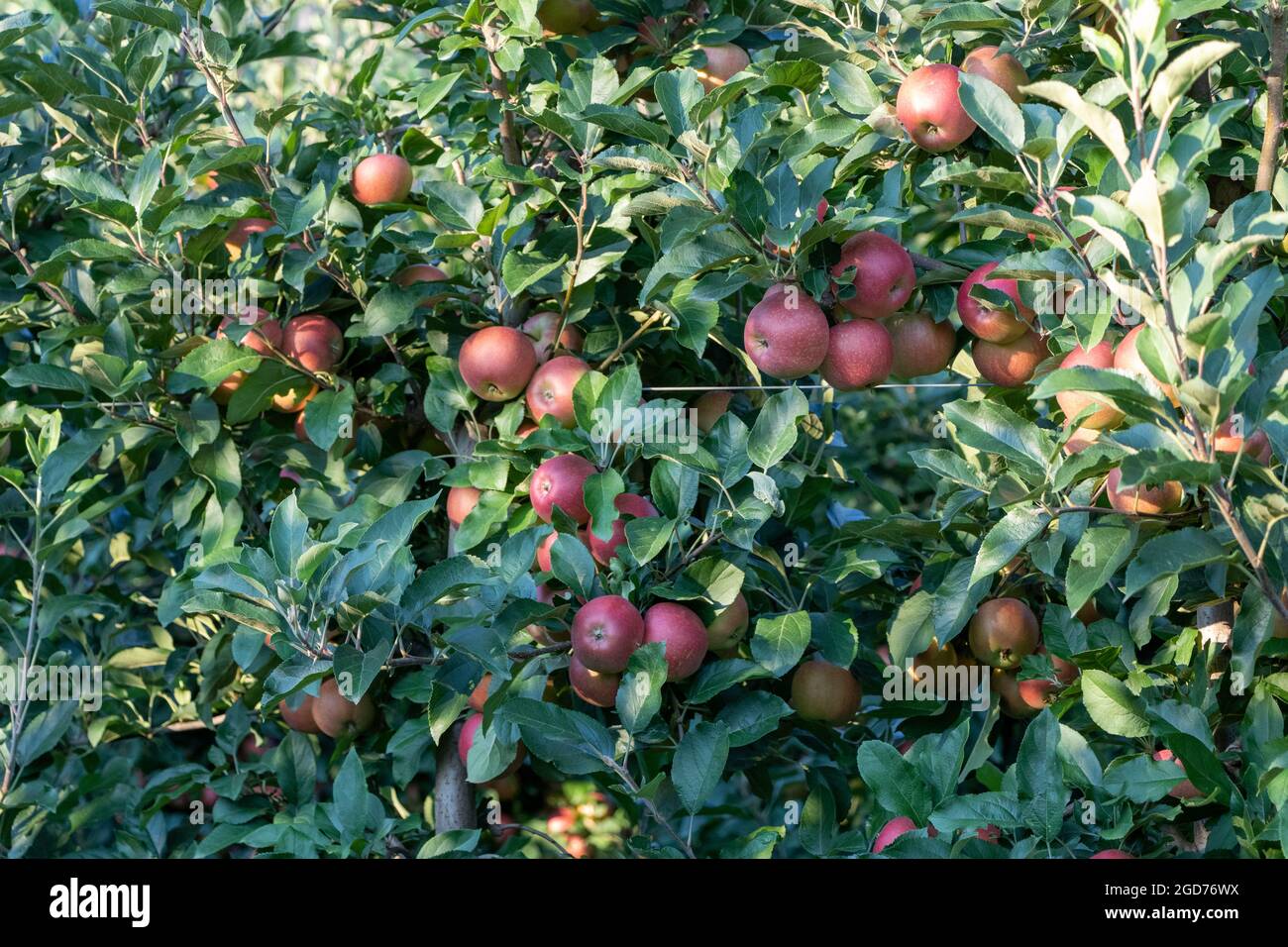 Ripe royal Gala apples on a apple tree at Serbia apple orchard before ...