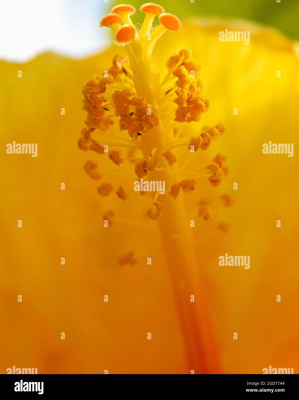 Macro of a yellow Hawaiian flower carpel and stamens Stock Photo - Alamy
