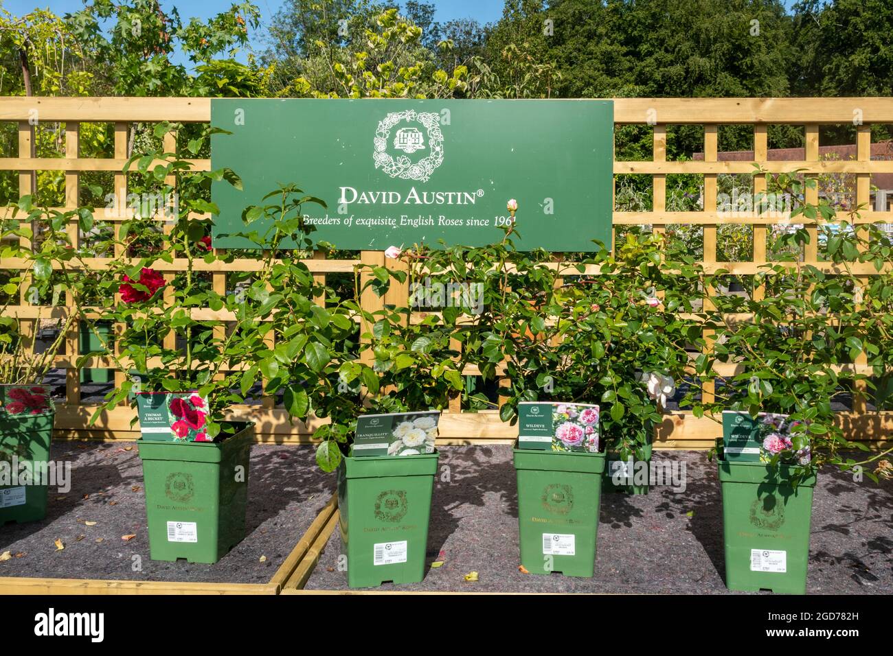 David austin roses hi-res stock photography and images - Alamy