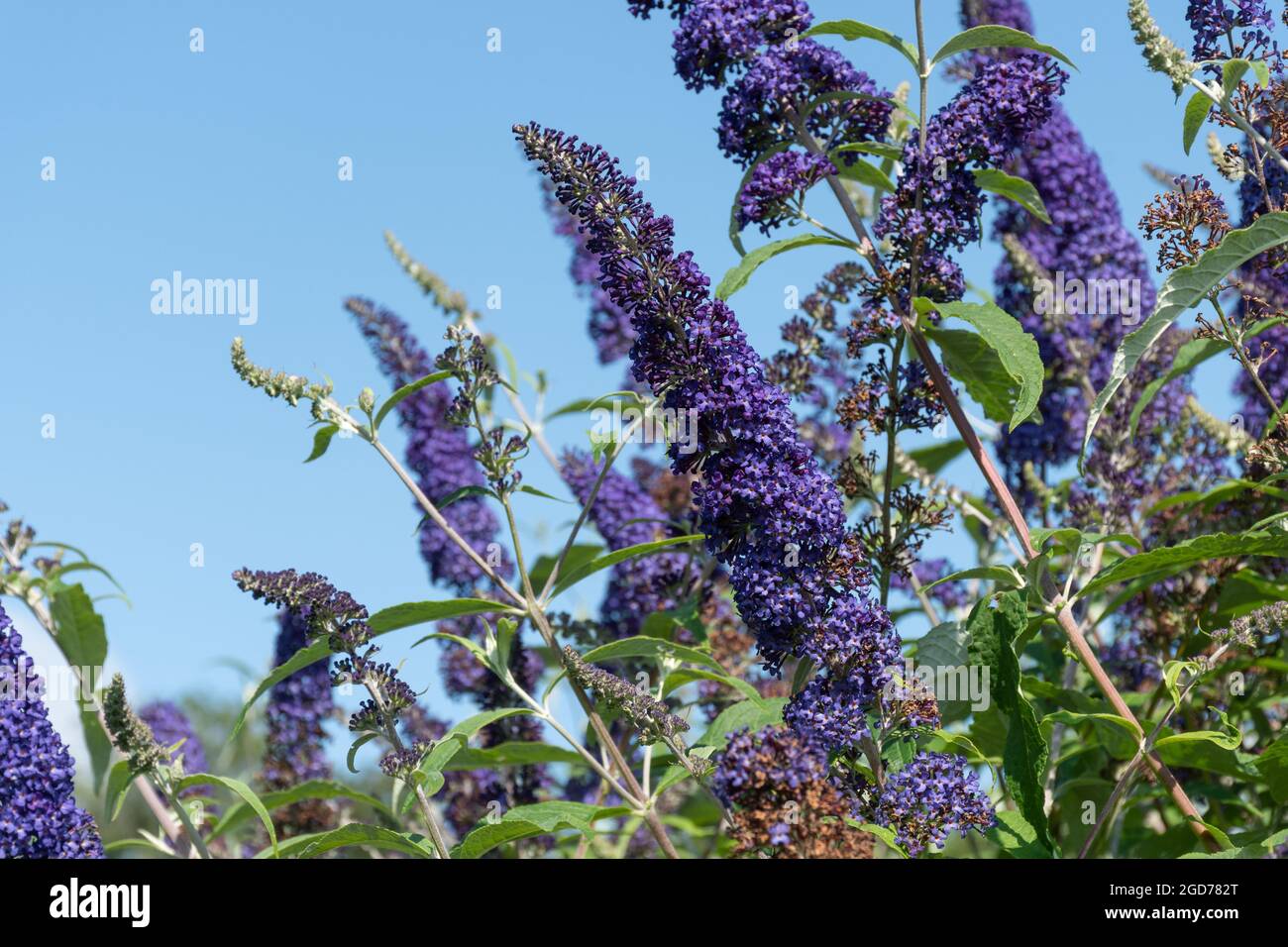 Buddleja davidii blue horizon hi-res stock photography and images - Alamy
