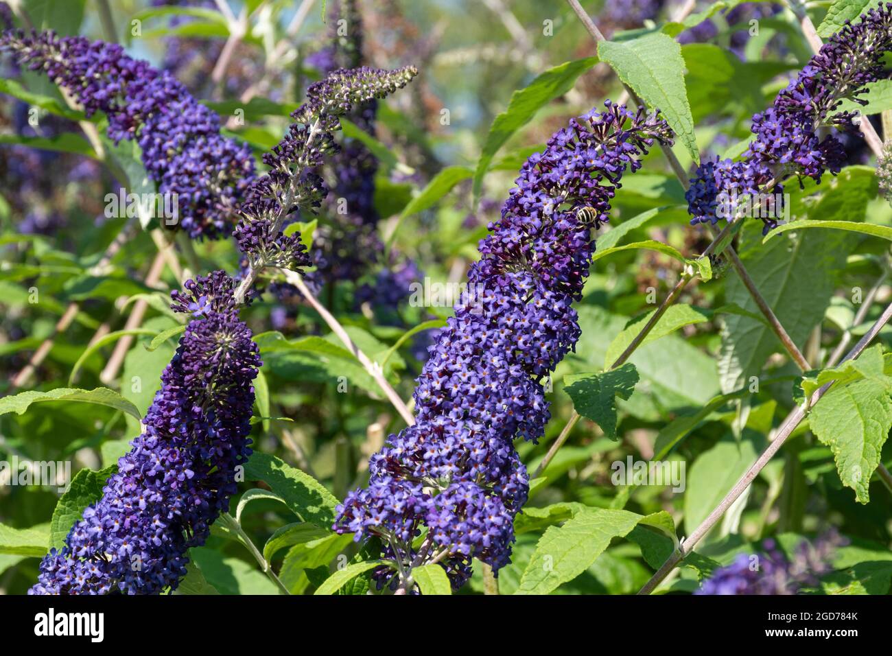 Buddleia davidii Blue Horizon (buddleja variety), known as a butterfly ...