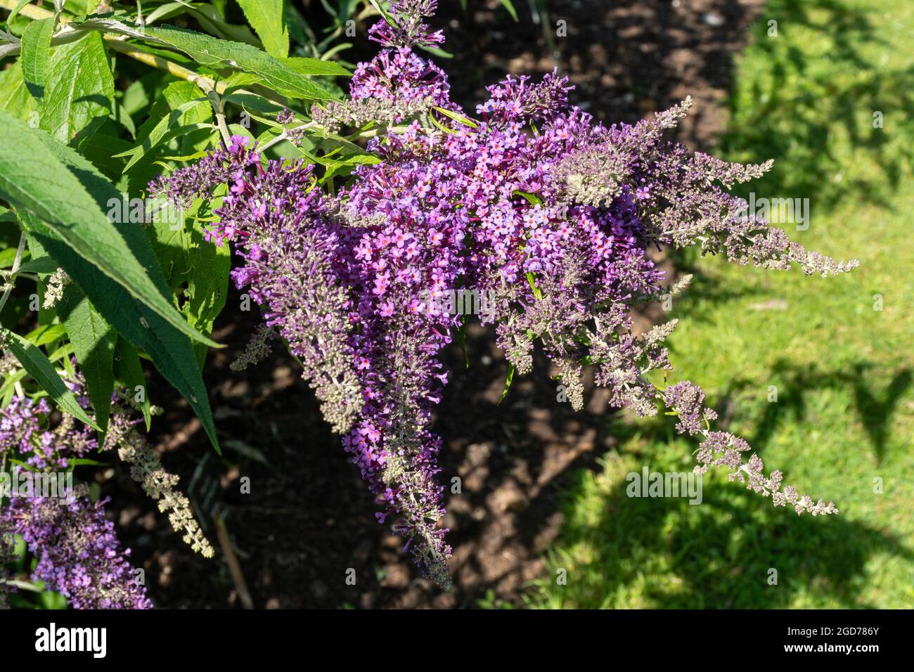 Buddleia davidii Dartmoor (buddleja variety), known as a butterfly bush ...