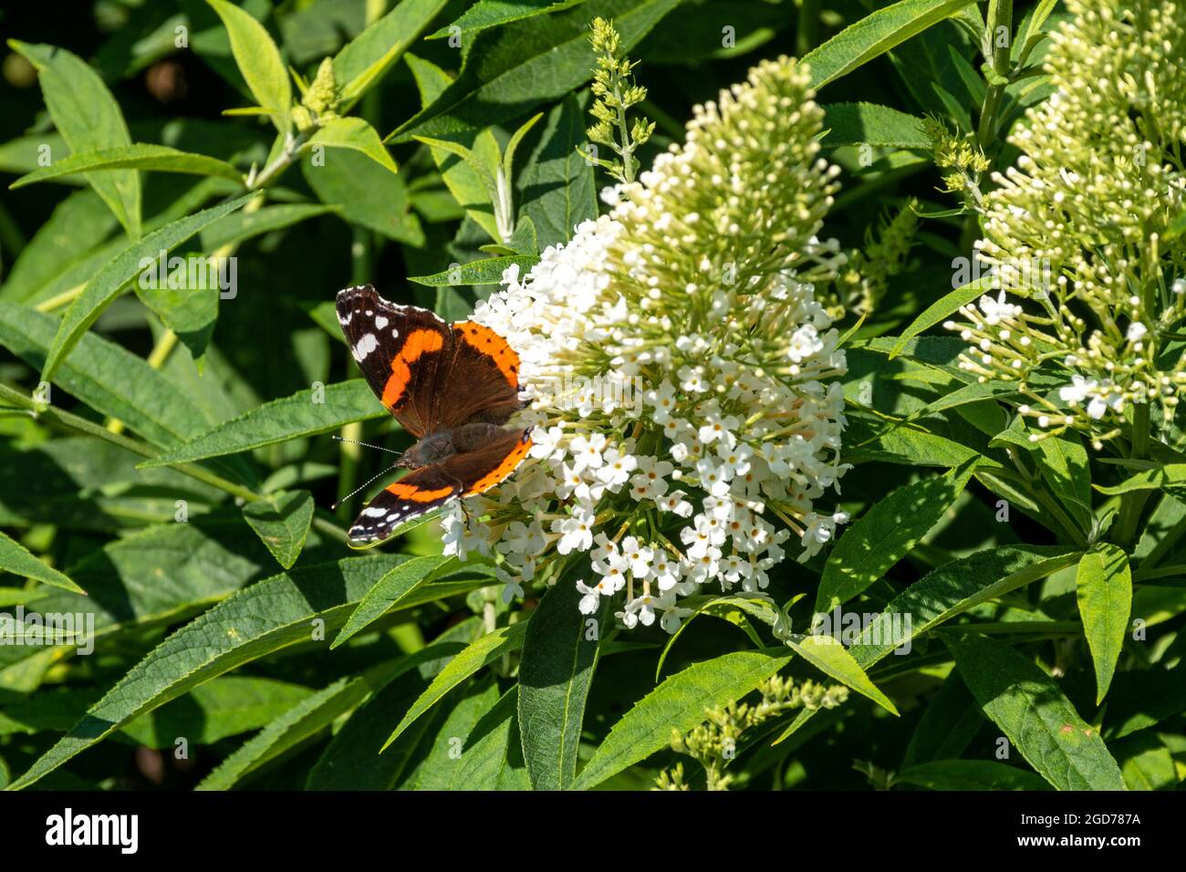 Buddleja davidii nanho alba hi-res stock photography and images - Alamy
