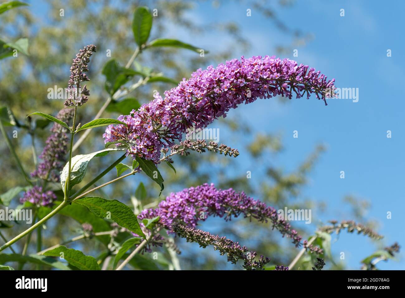 Pink buddleia davidii hi-res stock photography and images - Alamy