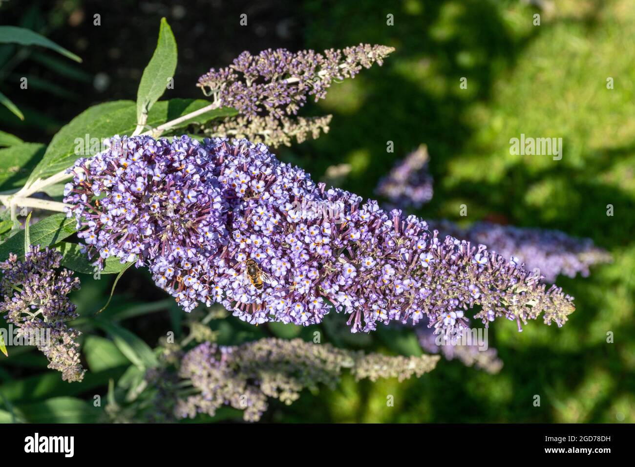 Buddleia davidii Dart’s Papillon Blue (buddleja variety), known as a ...
