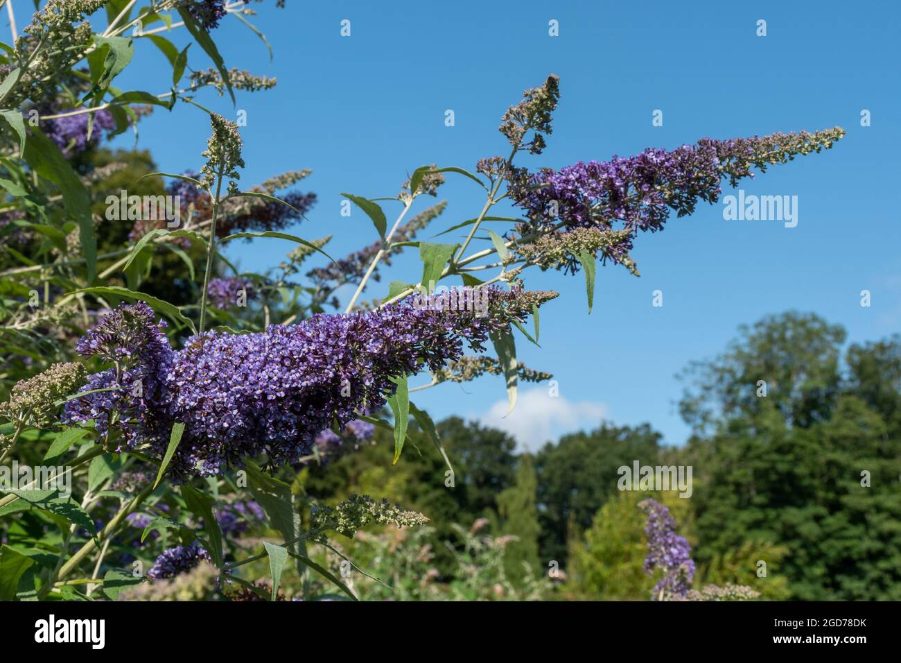 Buddleia davidii Dart’s Papillon Blue (buddleja variety), known as a ...