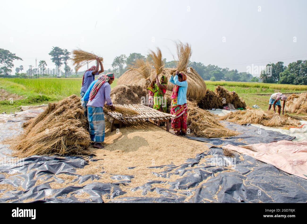 paddy processing at rural west bengal india Stock Photo - Alamy