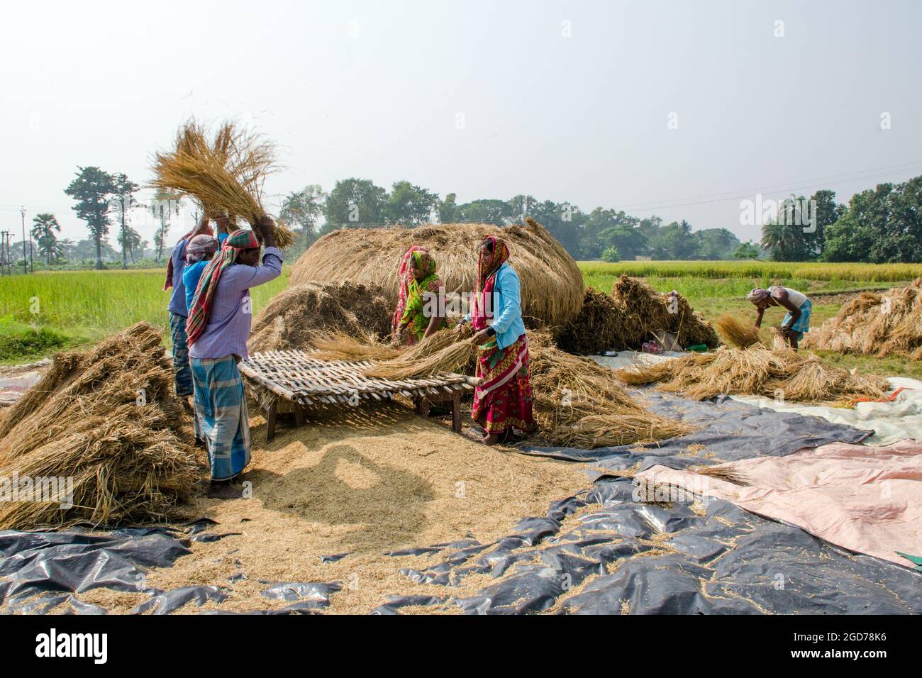 paddy processing at rural west bengal india Stock Photo - Alamy