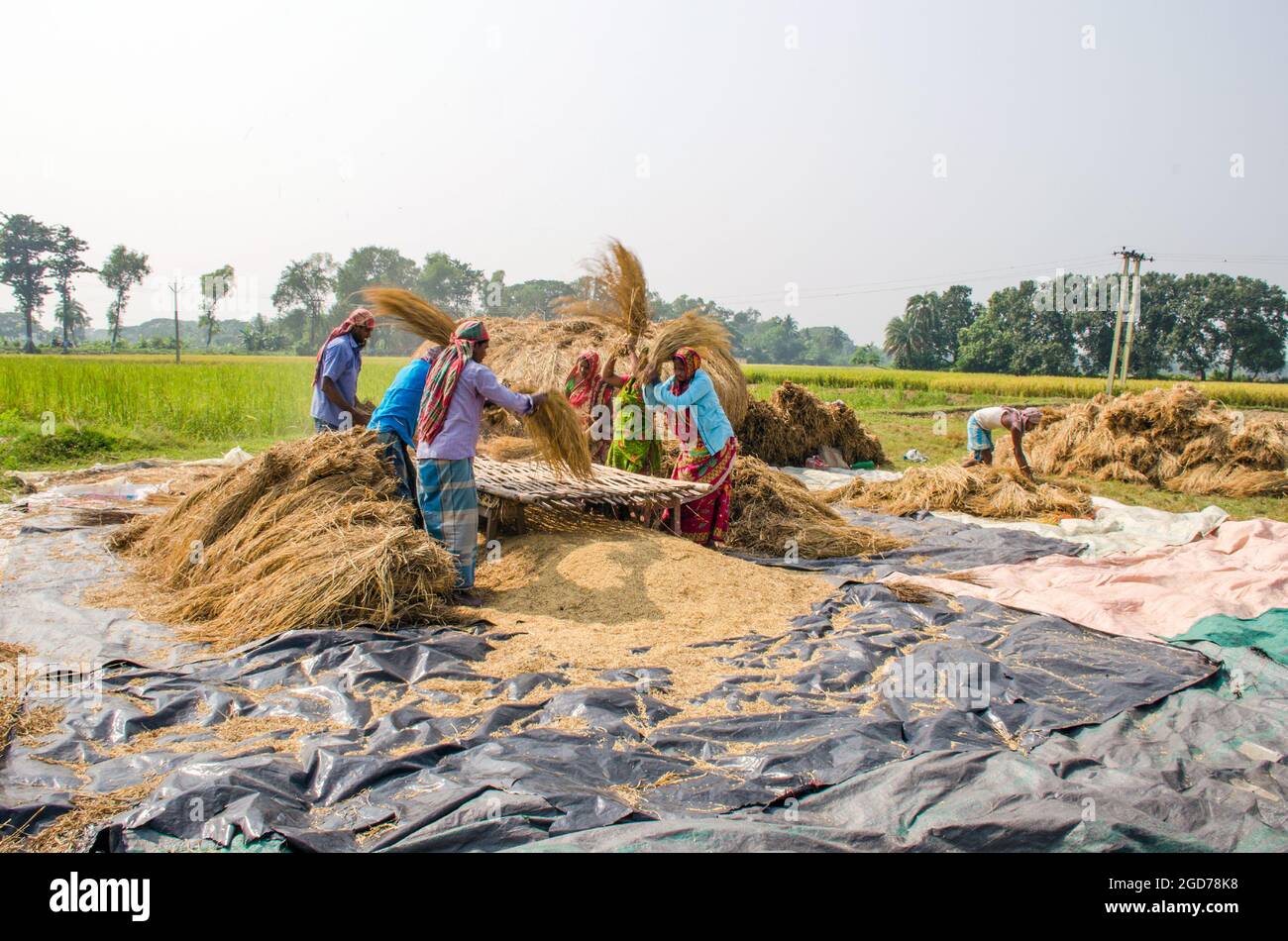 paddy processing at rural west bengal india Stock Photo - Alamy