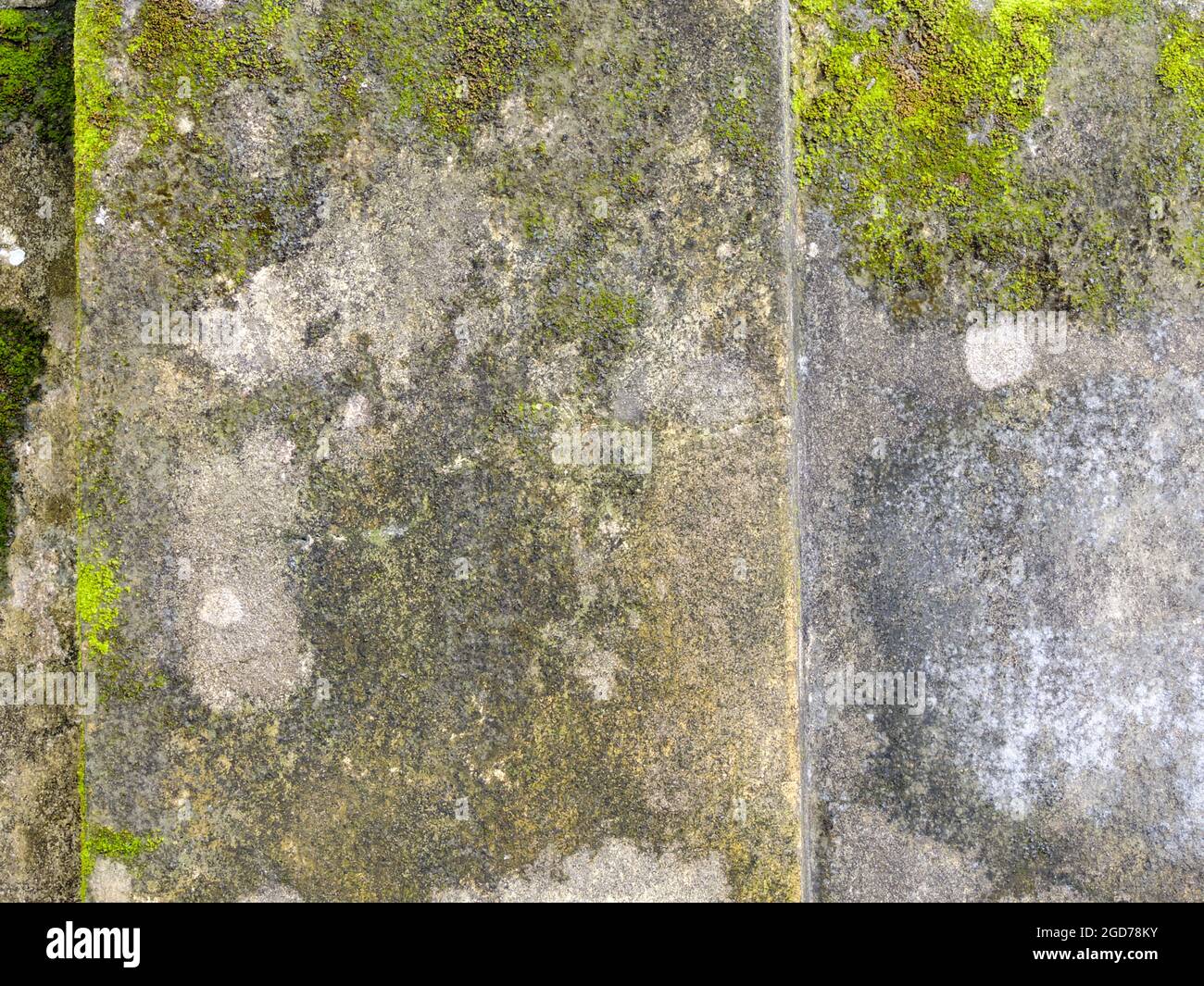 Concrete wall texture covered in moss Stock Photo - Alamy