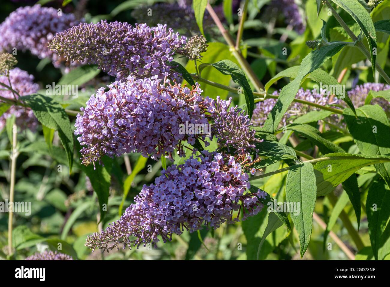 Buddleia davidii Castle School (buddleja variety), known as a butterfly ...