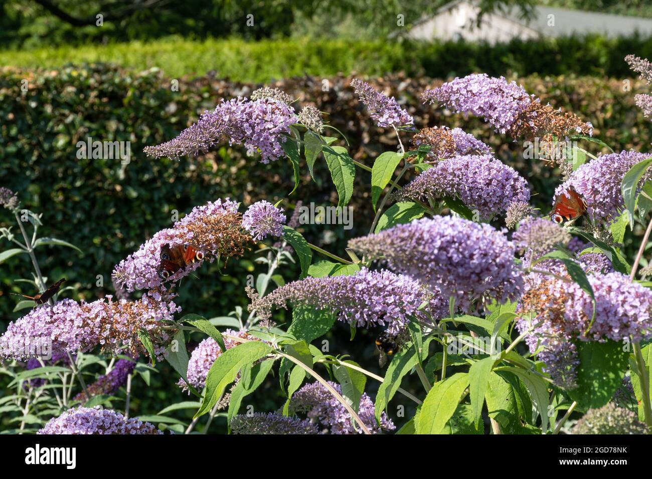Buddleia davidii Castle School (buddleja variety), known as a butterfly ...