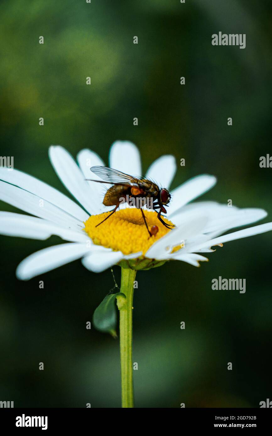 Vertical closeup shot of a bee collecting pollen from a vibrant white ...