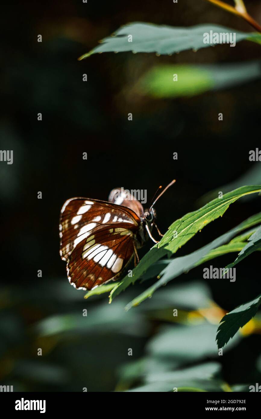 Vertical shot of a beautiful butterfly with brown and white wings on a ...