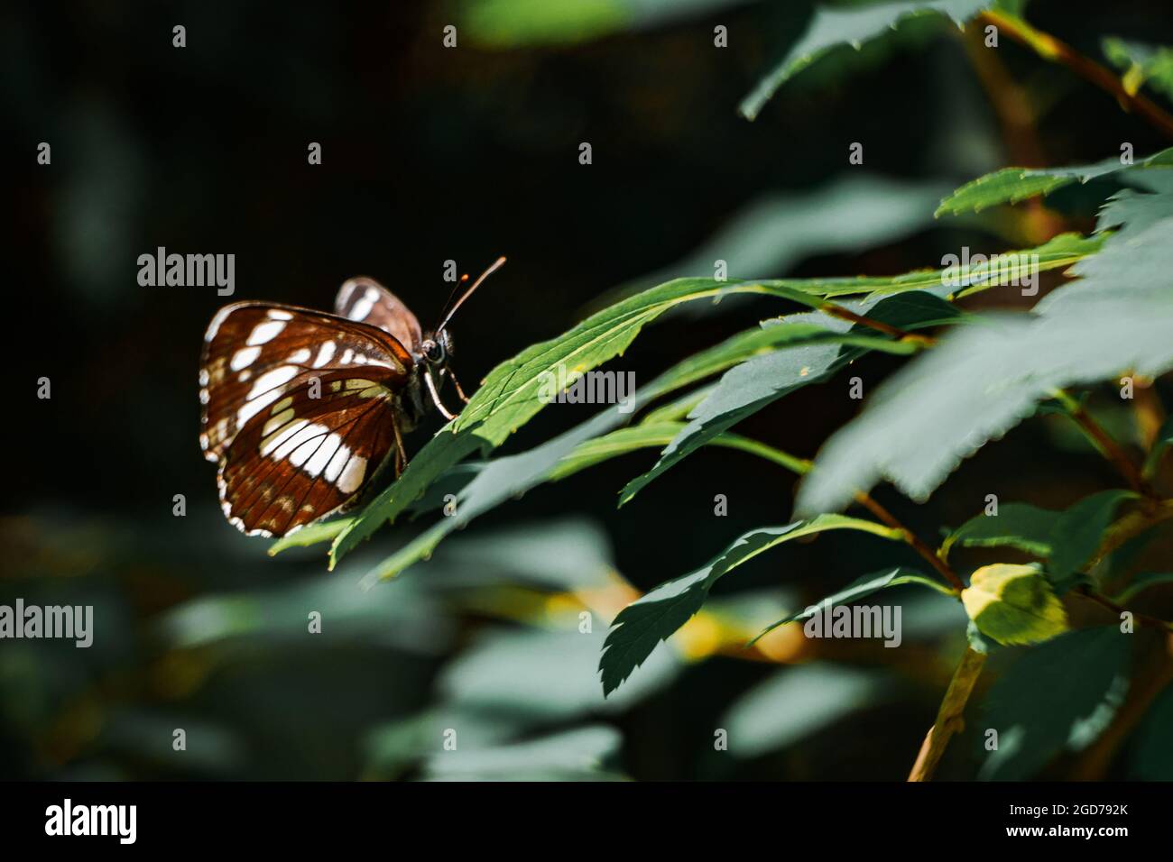 Gorgeous butterfly with brown and white patterned wings standing on ...