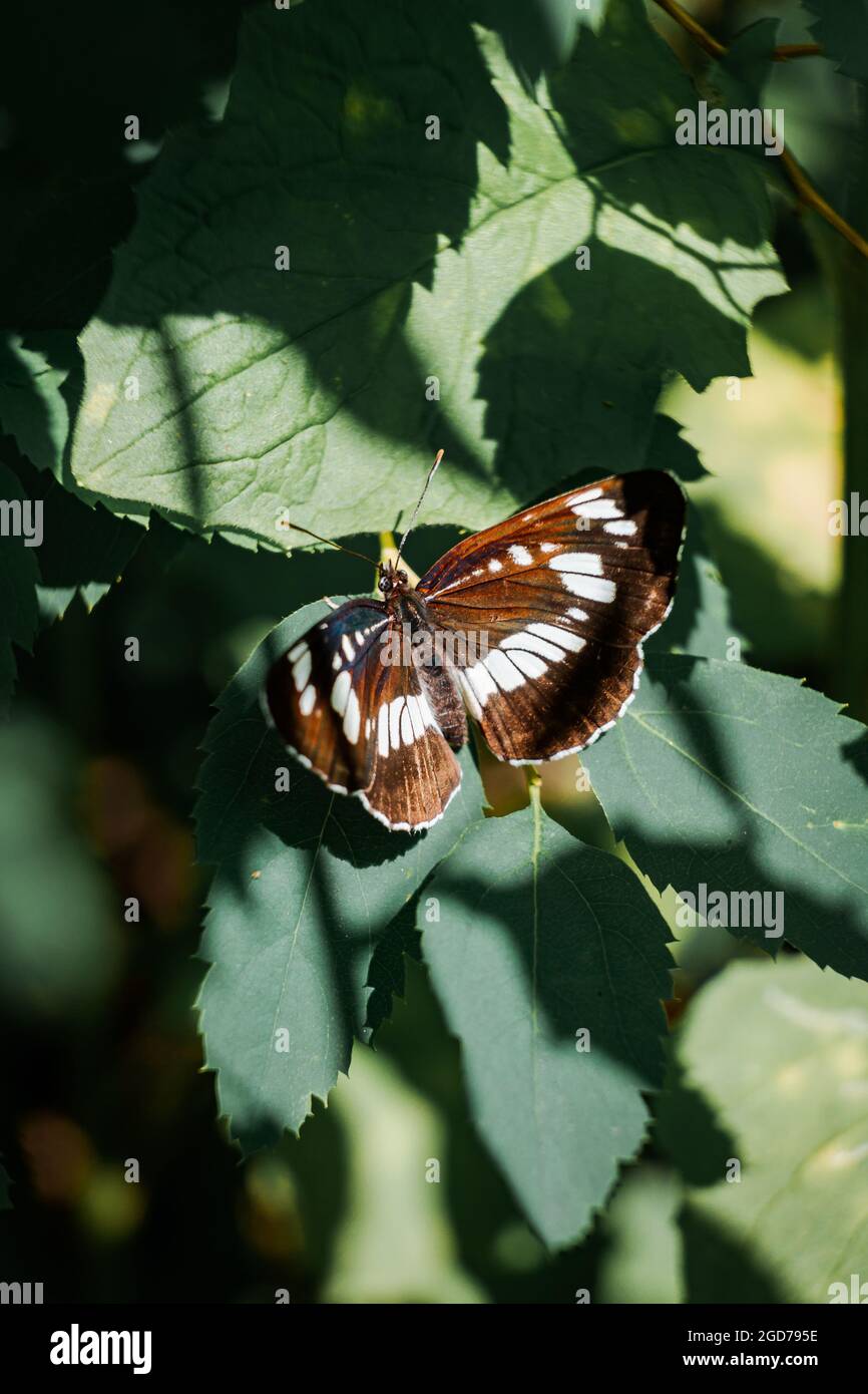 Vertical shot of a beautiful brown and white butterfly standing in the ...