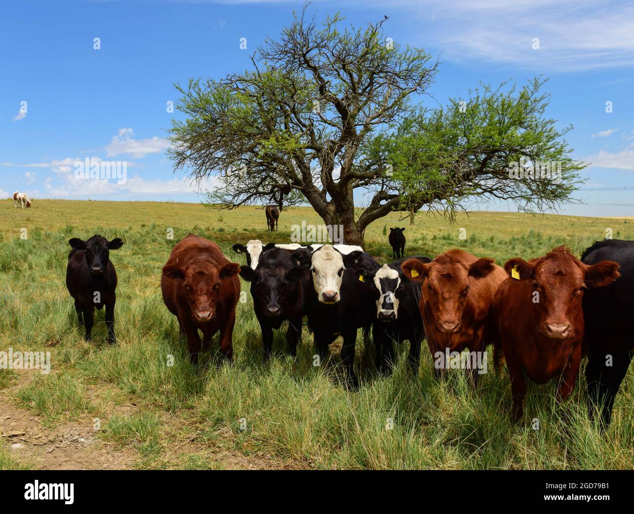 Cows raised with natural pastures, meat production in the Argentine ...