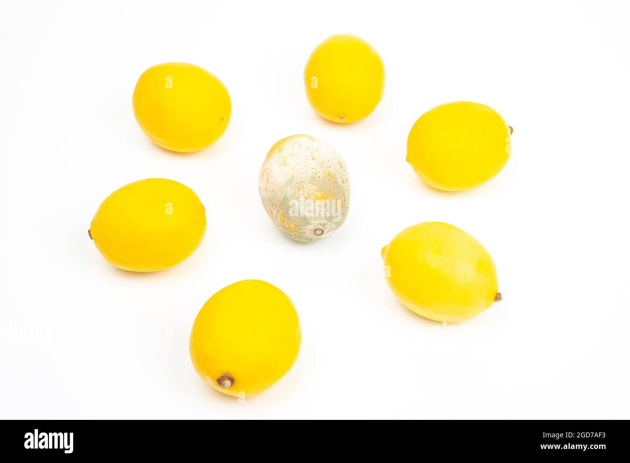 Rotten lemon next to fresh lemons on a white background Stock Photo - Alamy