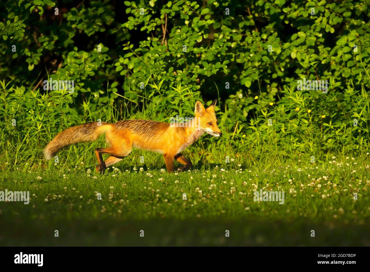 The red fox (Vulpes vulpes) in the morning on the hunt Stock Photo - Alamy