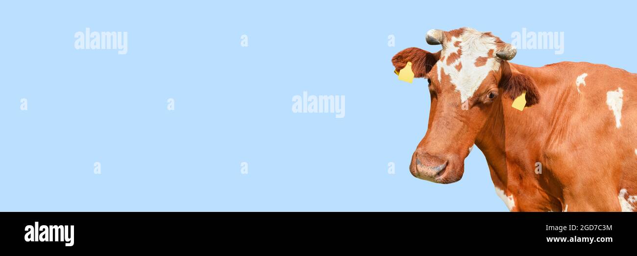 Funny red spotted cow portrait closeup. Farm animals. Cow with horns ...