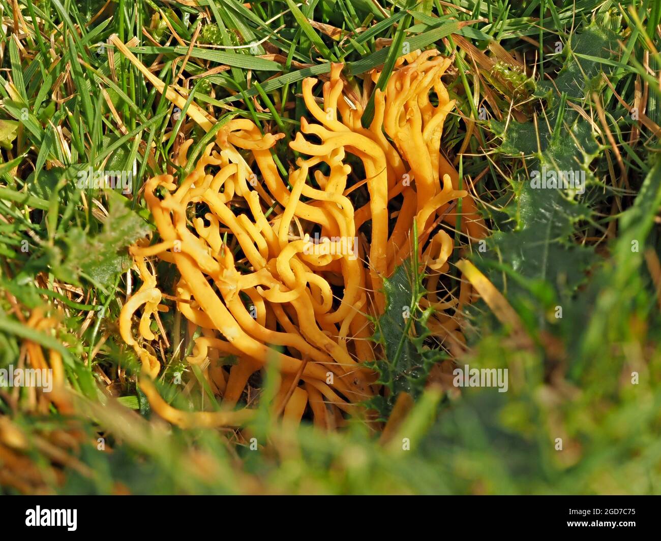 tangled yellow strands of meadow coral fungus (Clavulinopsis ...