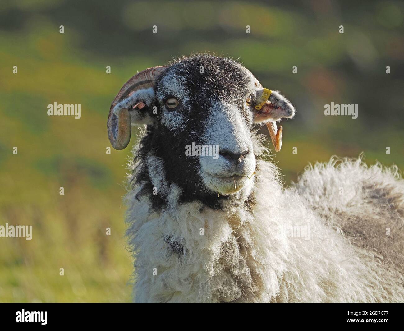 Autumn portrait of single ewe sheep with curly horns, yellow ear-tags ...
