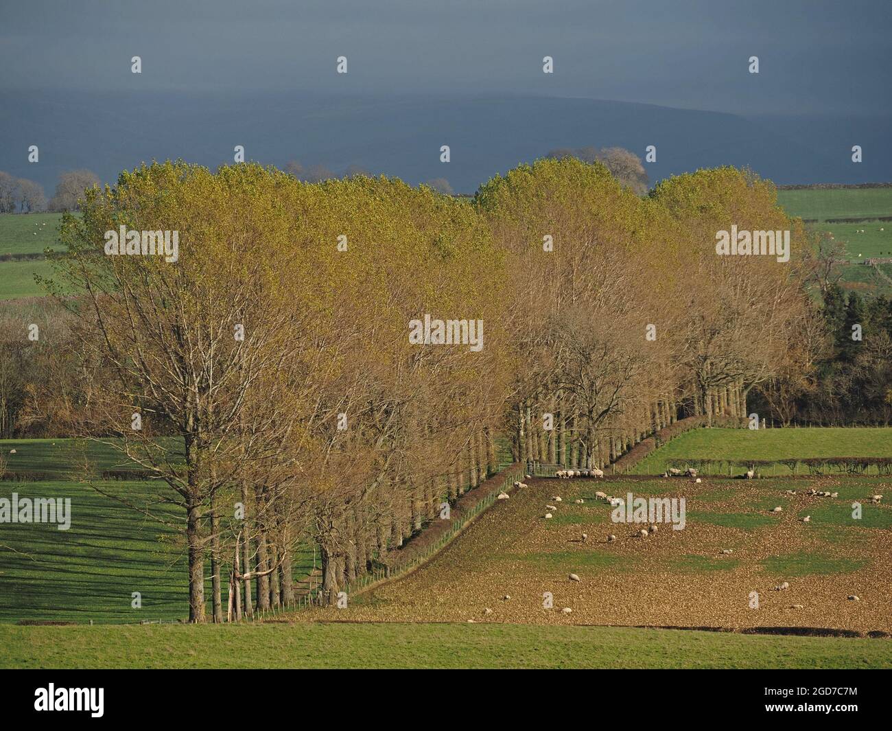 Autumn landscape with undulating line of Aspen trees (Populus tremula ...