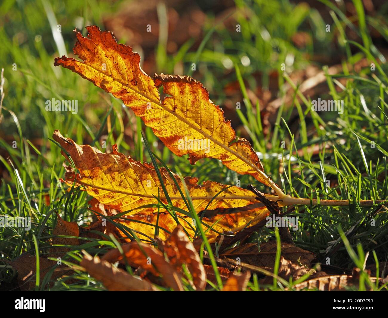 Gold leaf horse hi-res stock photography and images - Alamy