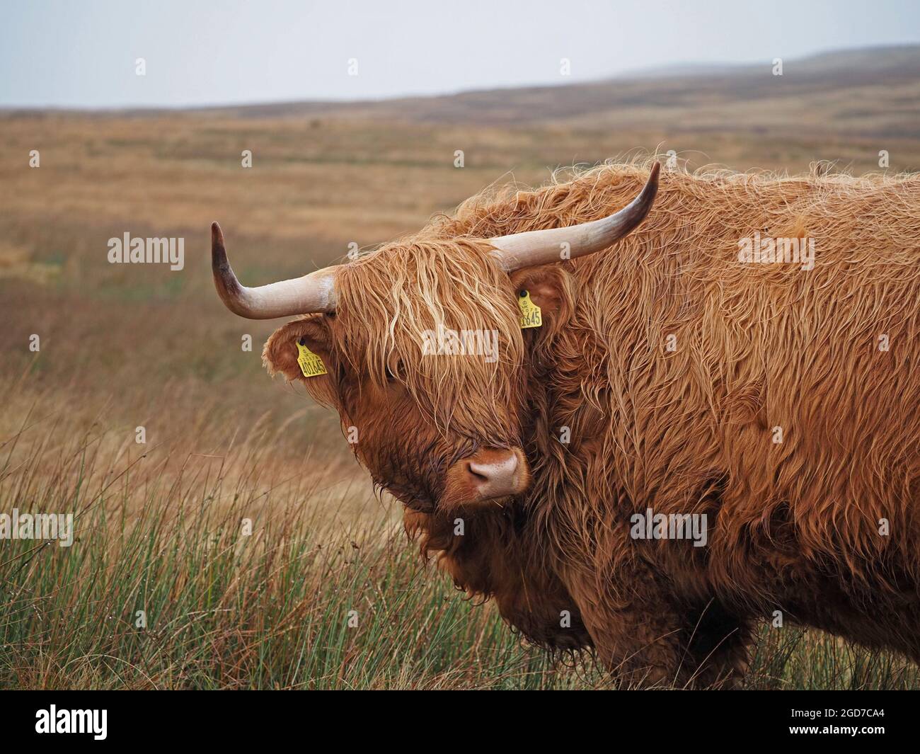 Long sharp horns & rugged coat of distinctive hardy highland cattle ...