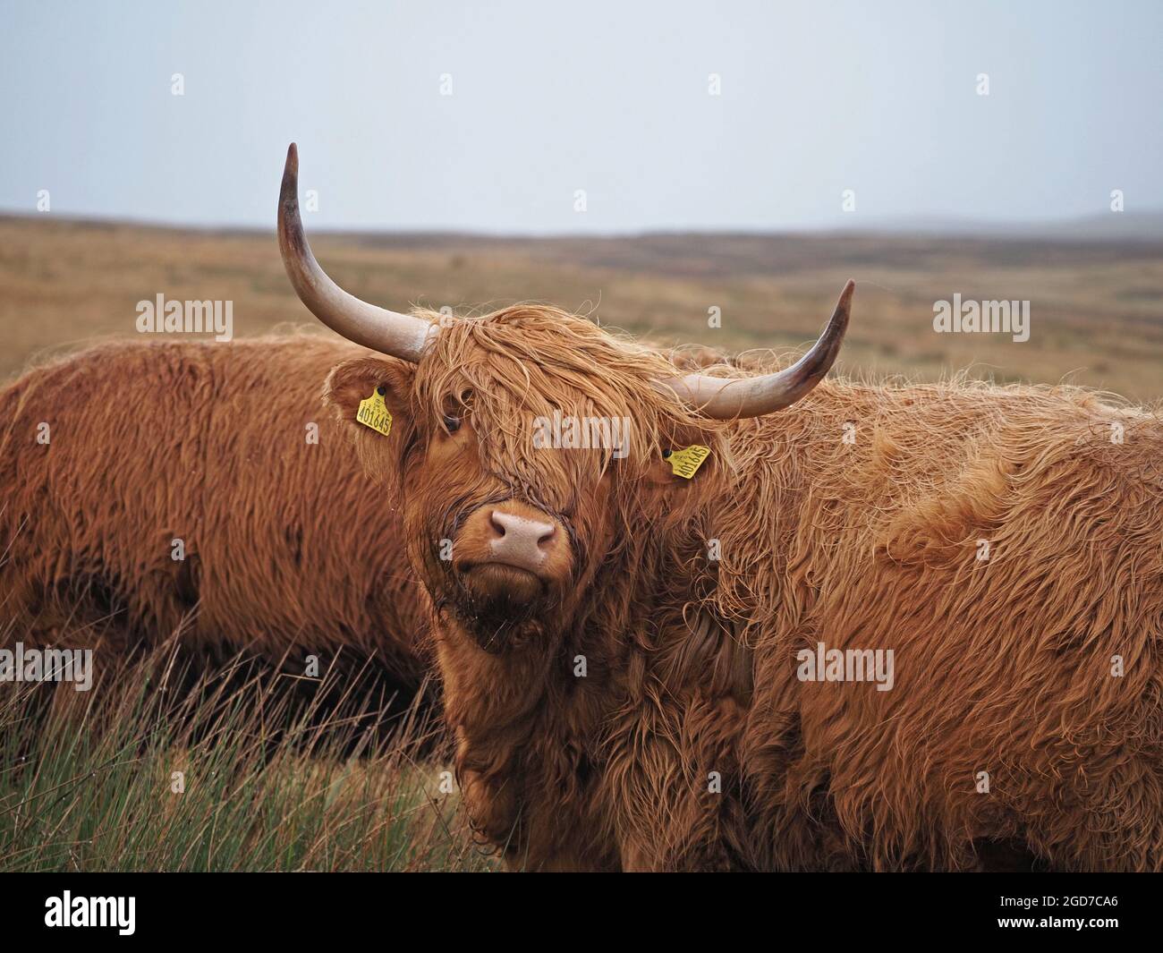 Long sharp horns & rugged coats of two distinctive hardy highland ...