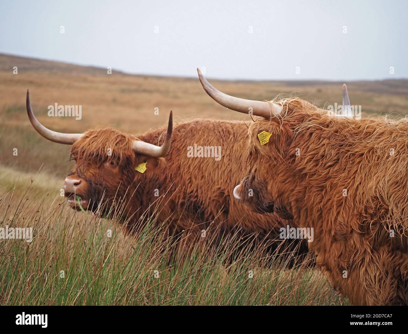 Long sharp horns & rugged coats of two distinctive hardy highland ...