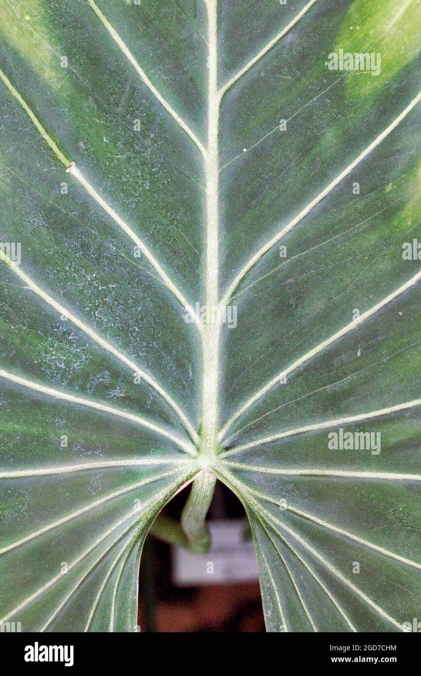 Nature Textures Leaves