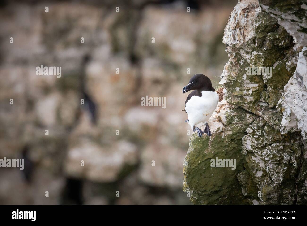 Claire bird hi-res stock photography and images - Alamy