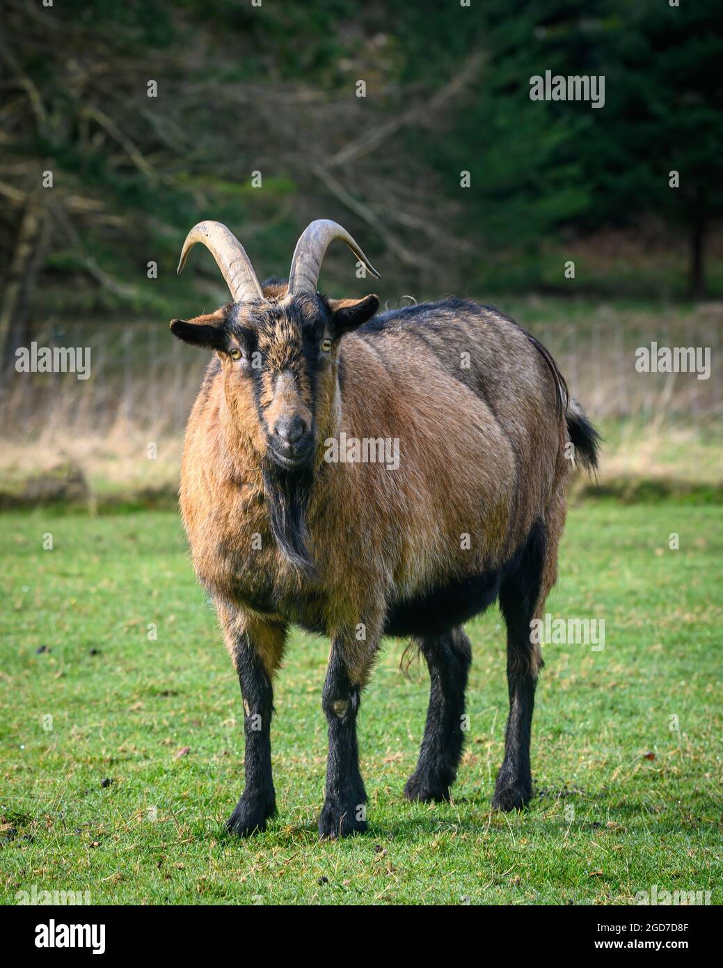 Billy goat at Pebble Cove Farm Inn on Orcas Island, San Juan Islands ...