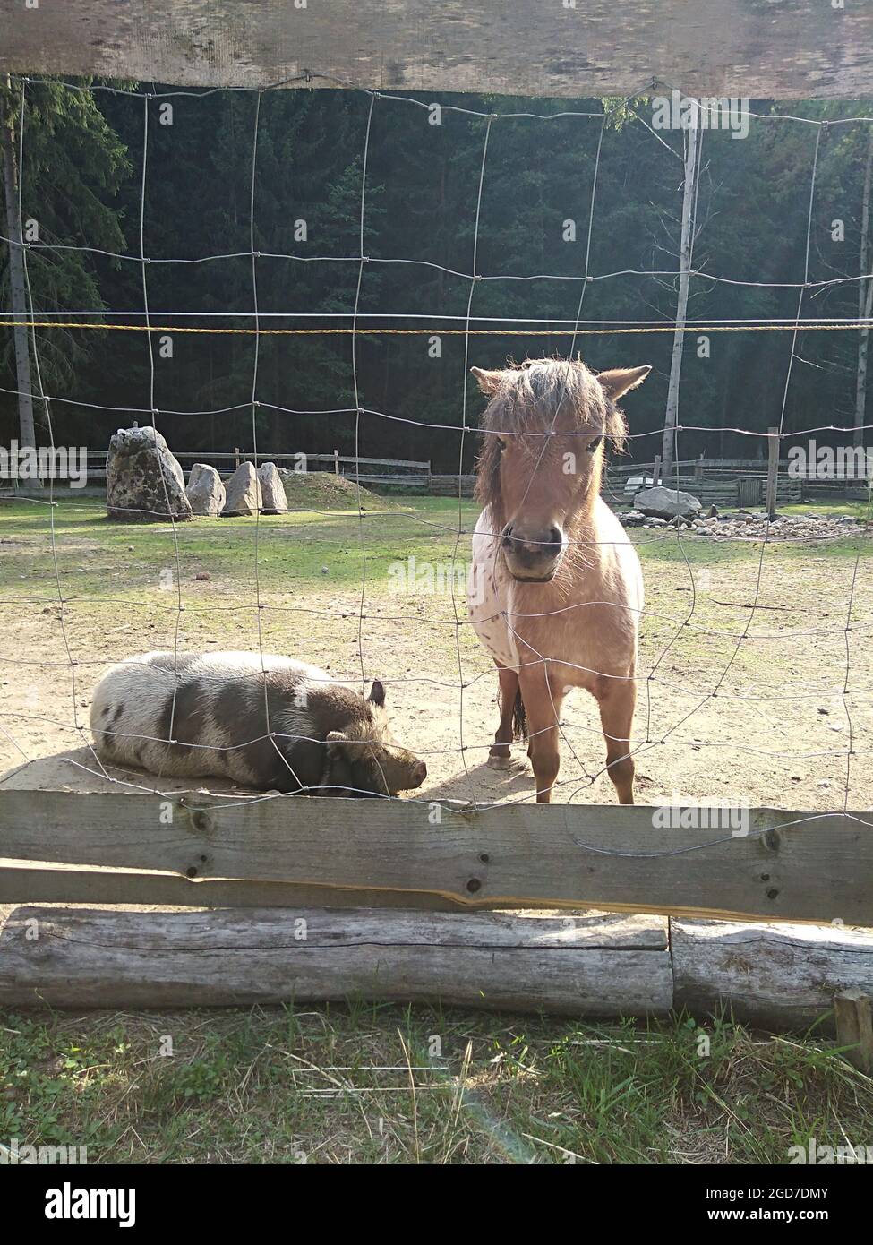 Domestic pig behind fence hi-res stock photography and images - Alamy