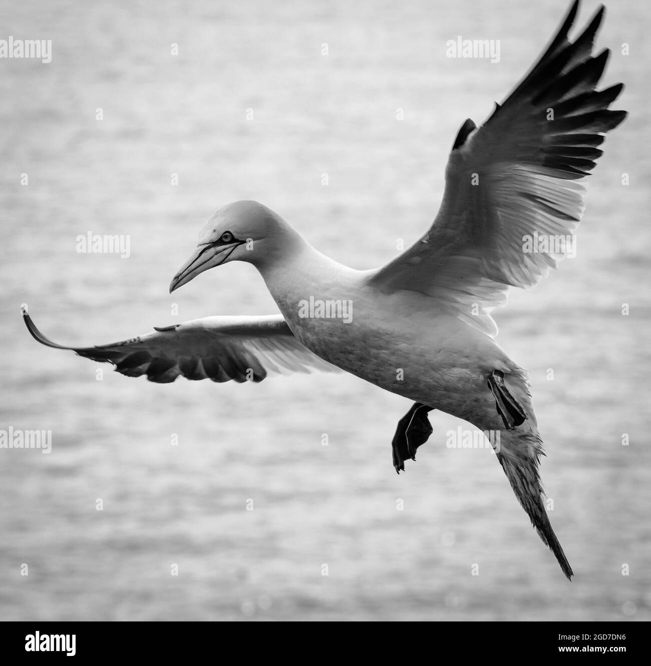 Sea bird colony bempton Black and White Stock Photos & Images - Alamy