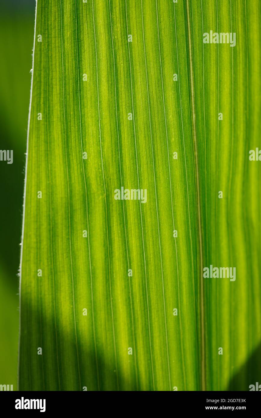 Close-up of backlit green corn leaf abstract background with rich ...