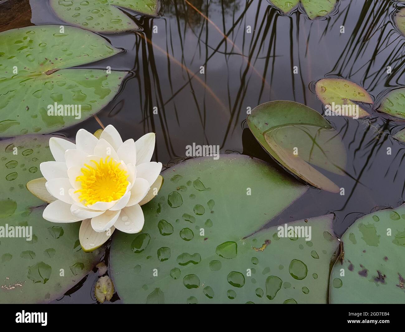 Blooming water lily flower in the pond Stock Photo - Alamy