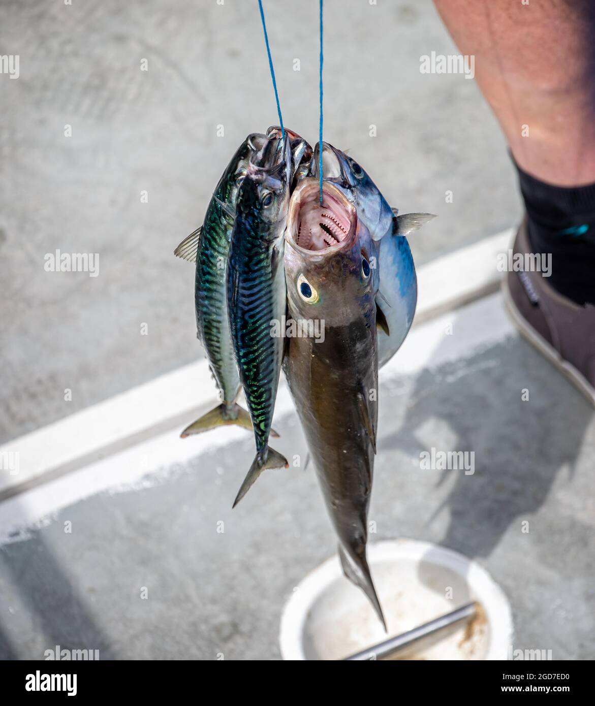 Fishing trip cornwall, catch hi-res stock photography and images - Alamy