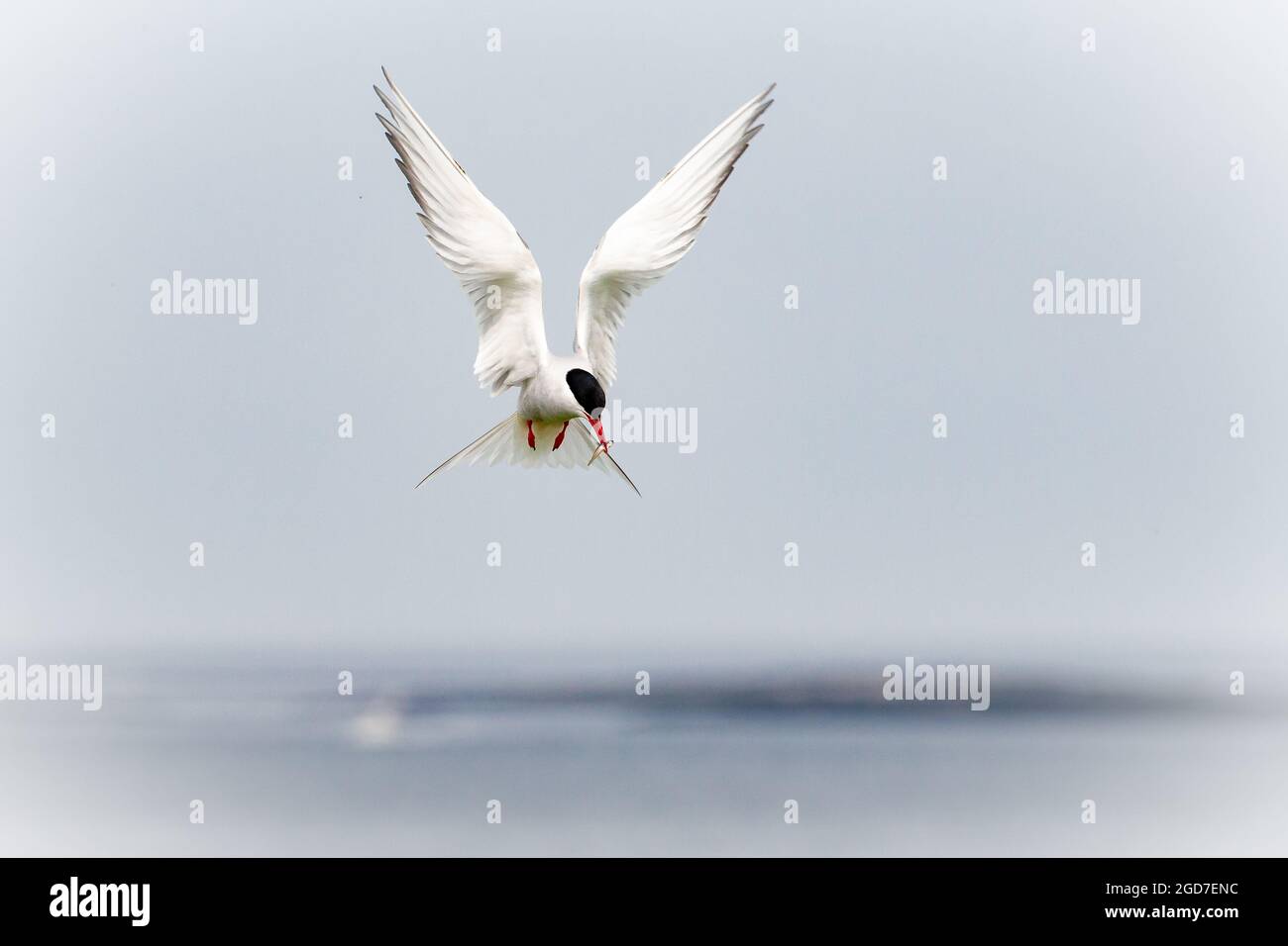 An arctic tern (Sterna paradisaea) flies in bringing a fish from its ...