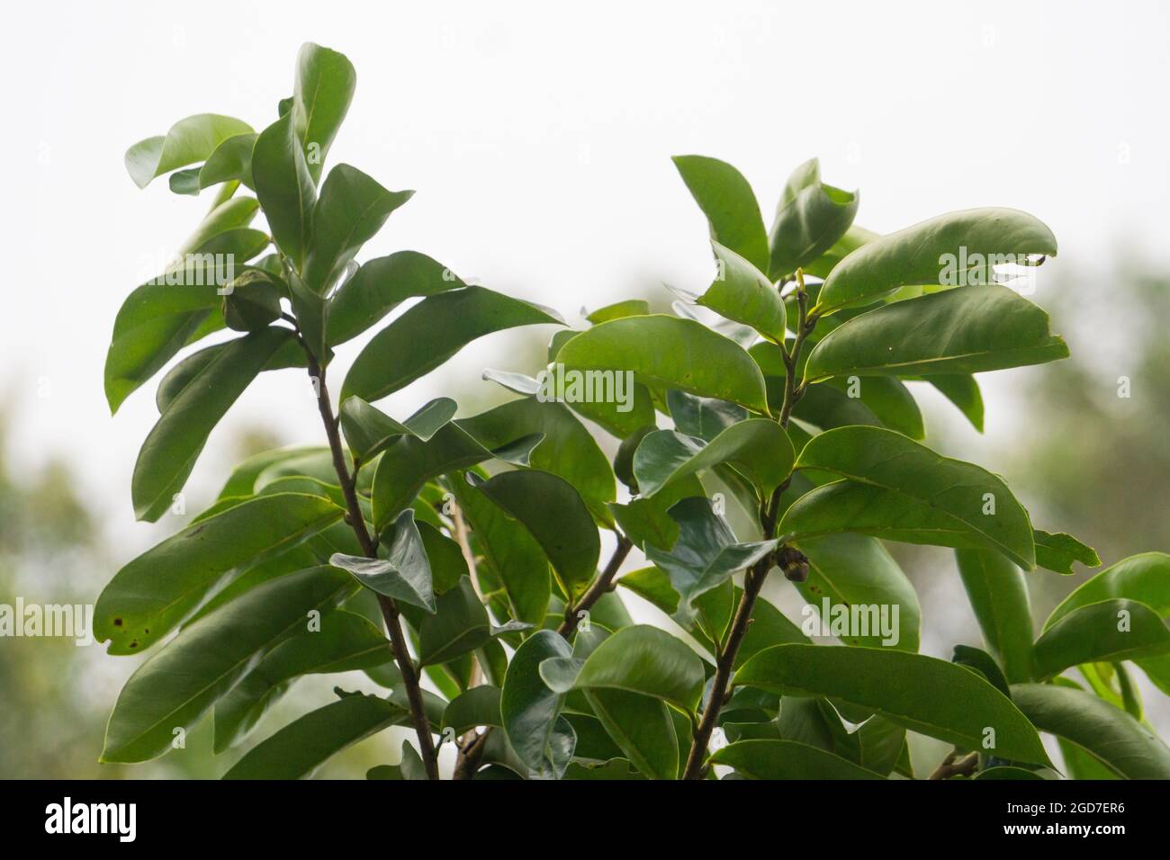 Photography of treetops with green fresh leaf, the tree of herbal Stock ...