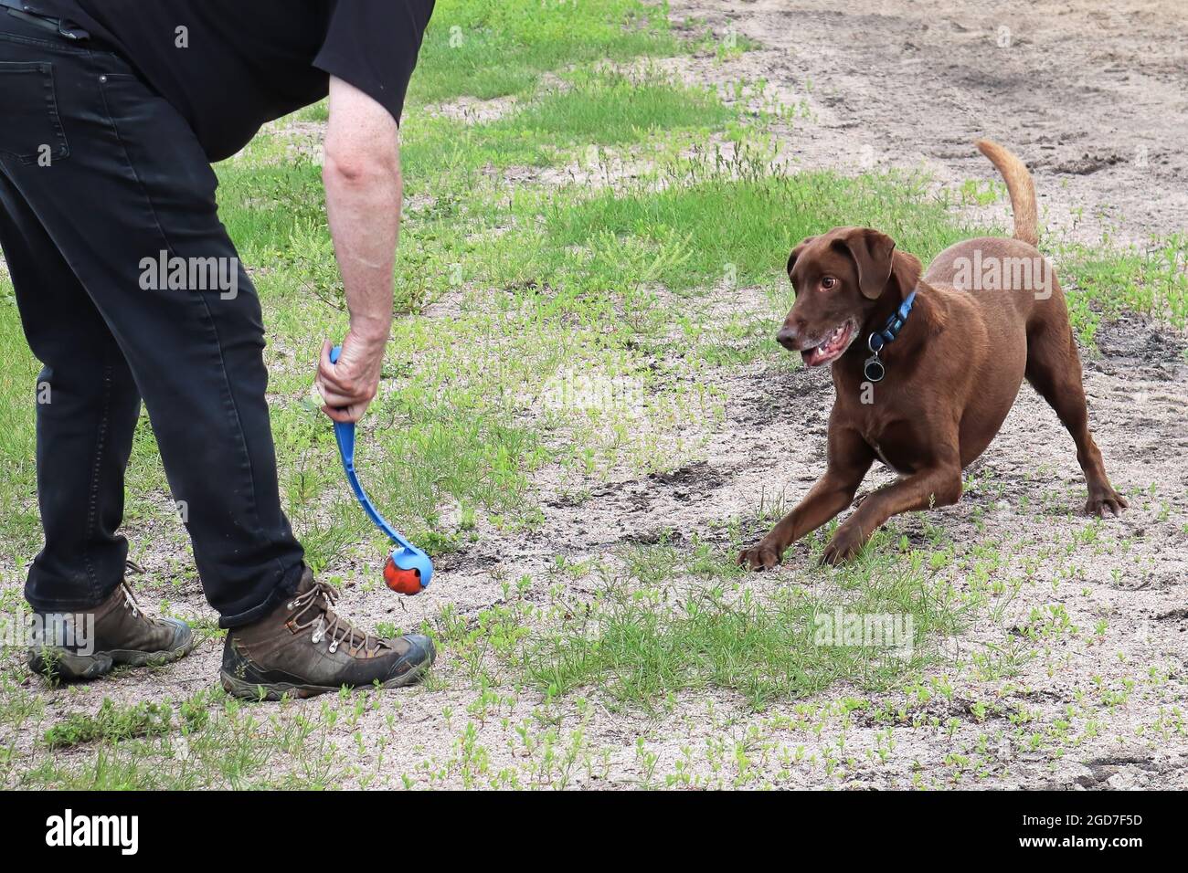 A happy dog playing ball with his owner Stock Photo - Alamy