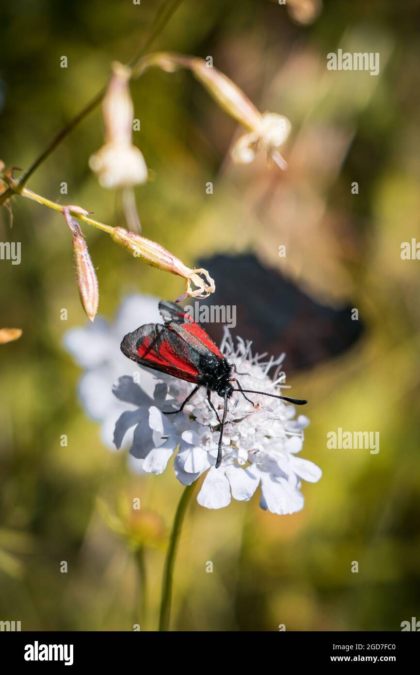 Vertical shot of a butterfly with red and black wings standing on a ...