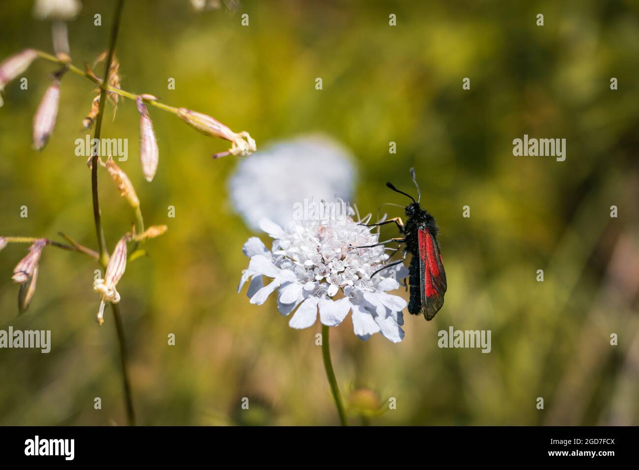 Beautiful butterfly with red and black wings standing on a vibrant ...